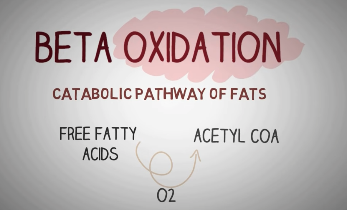 Beta Oxidation Cycle | Stretching Around